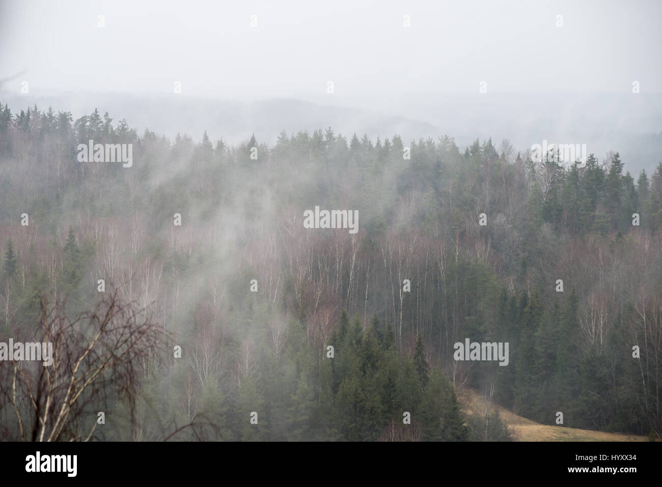 panoramic view of misty rain forest. far horizon Stock Photo - Alamy