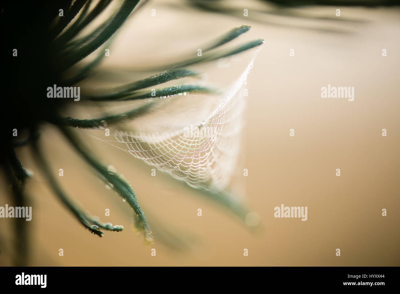 beautiful cobwebs in autumn in frozen meadow Stock Photo - Alamy