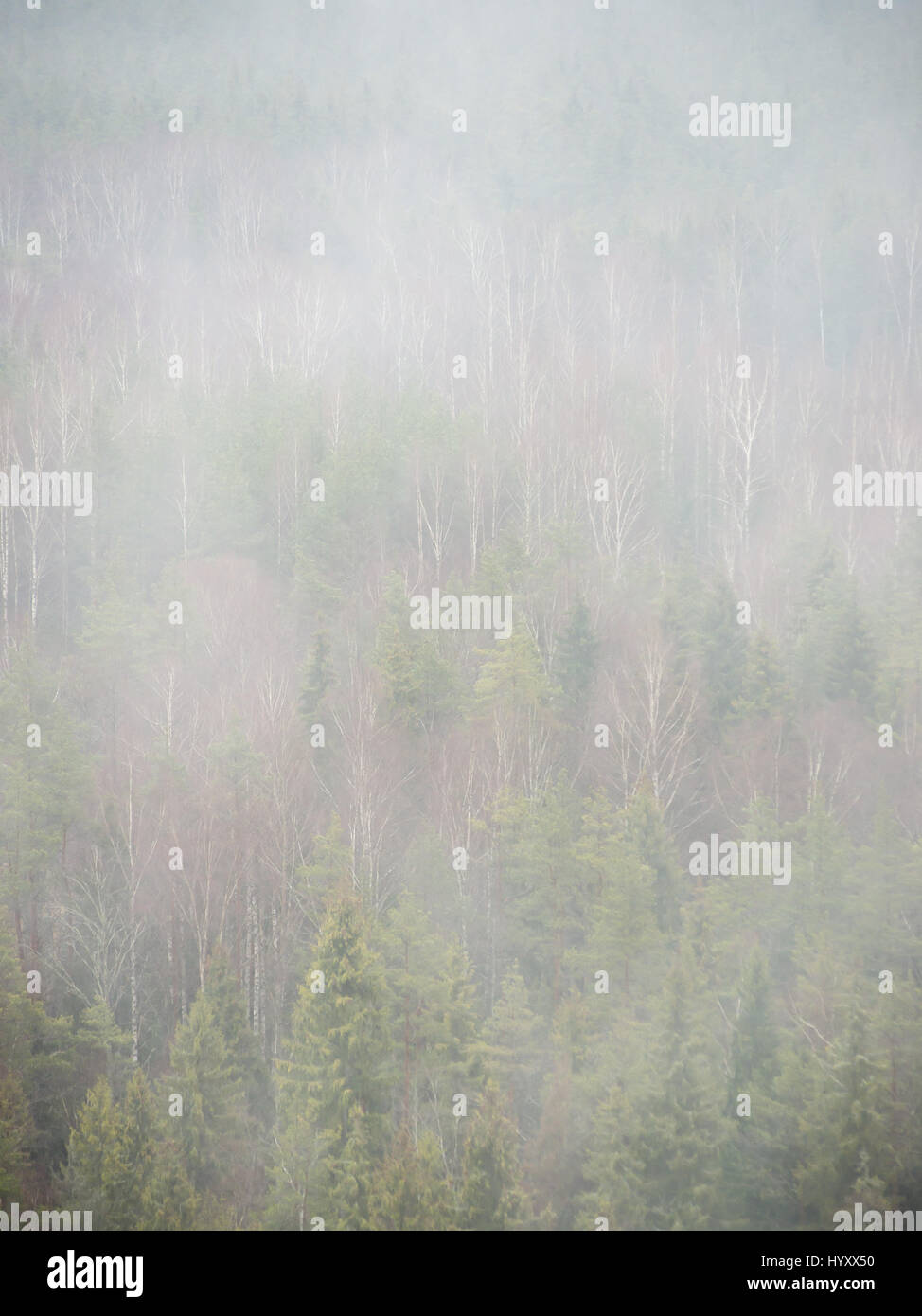 panoramic view of misty rain forest. far horizon Stock Photo - Alamy