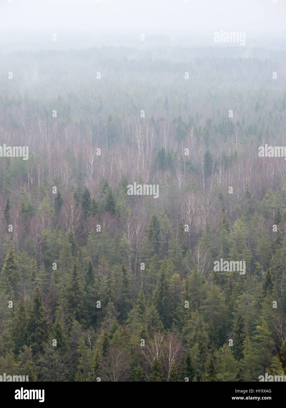 panoramic view of misty rain forest. far horizon Stock Photo - Alamy