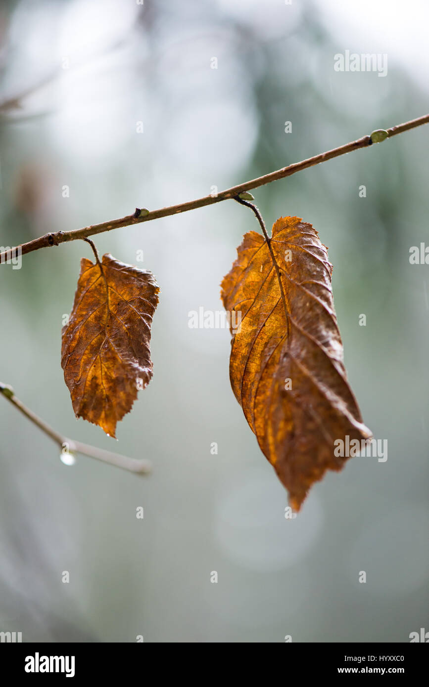 wet tree branches in winter forest with water drops and blurred ...
