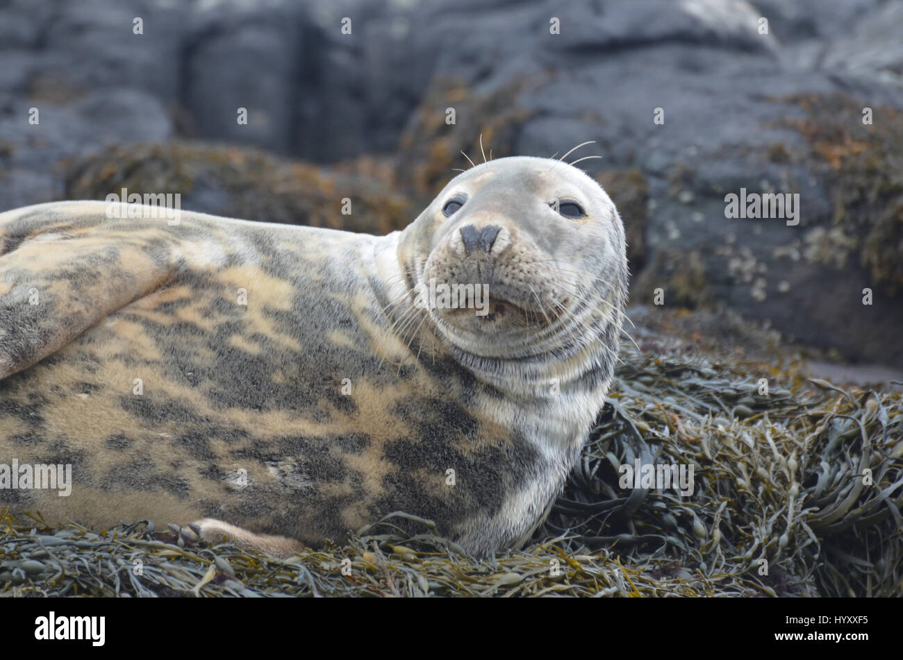 Gorgeous face of a gray seal on a reef Stock Photo - Alamy