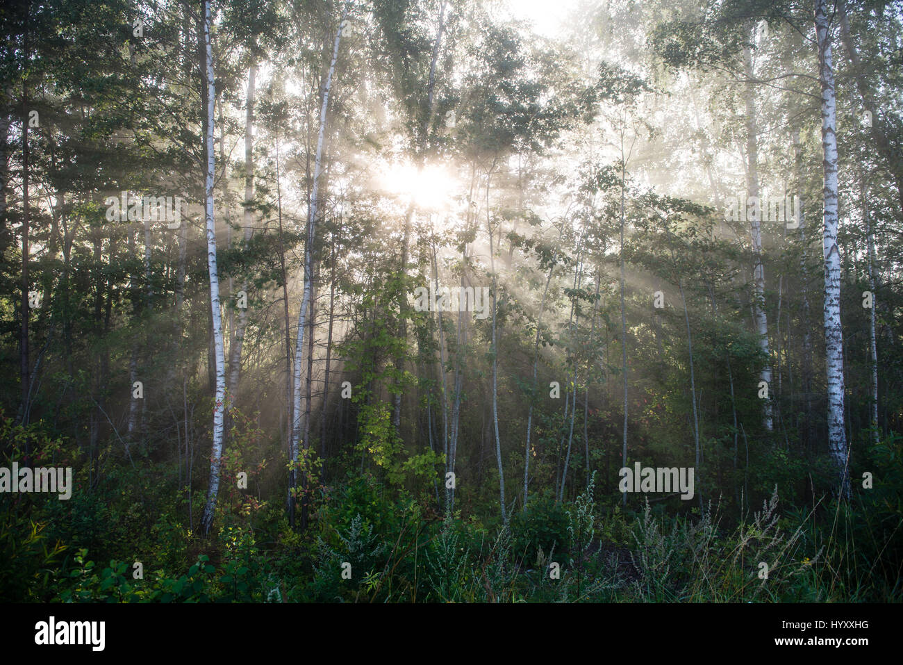 Light rays in forest in foggy morning in countryside Stock Photo - Alamy