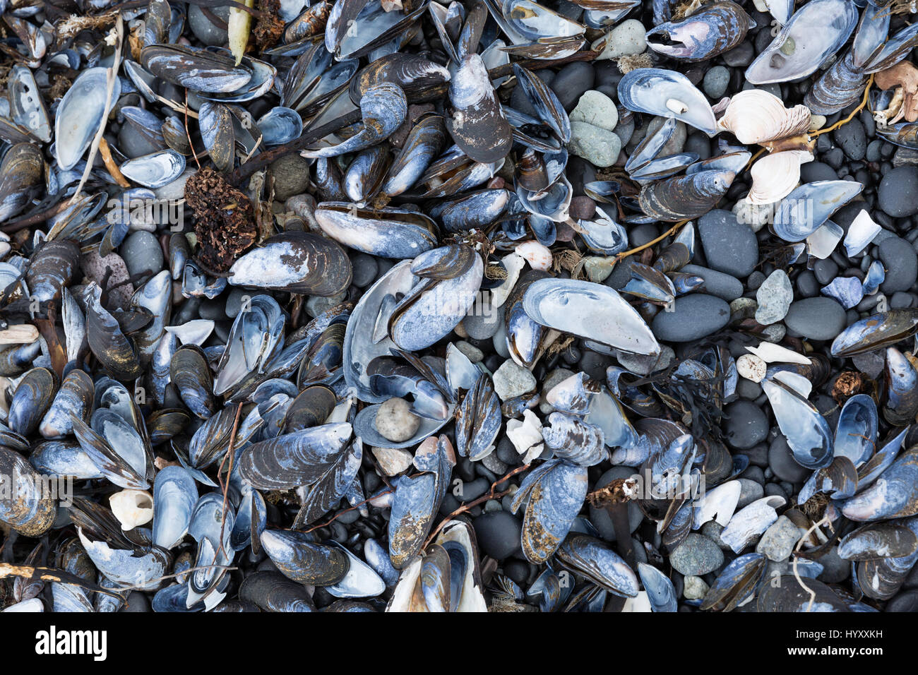 discarded shells on a beach, Austurhorn Eystrahorn, Iceland Stock Photo ...