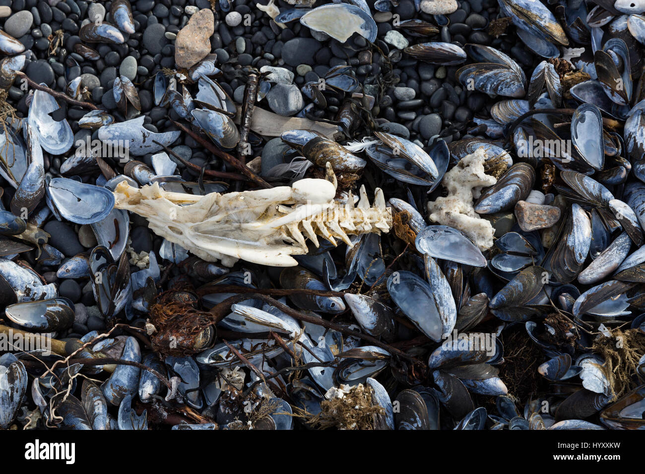 discarded shells on a beach, Austurhorn Eystrahorn, Iceland Stock Photo ...