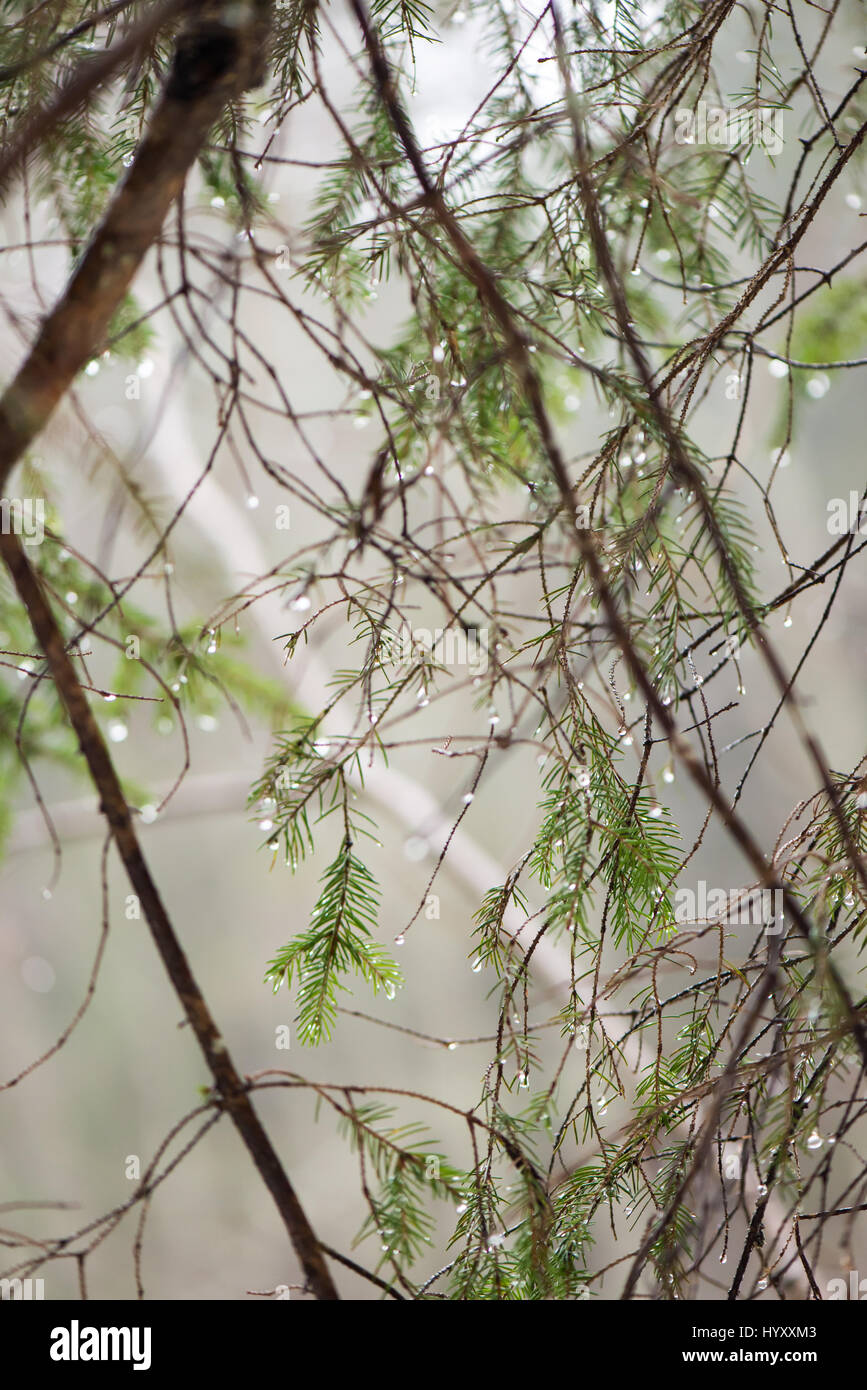 wet tree branches in winter forest with water drops and blurred ...