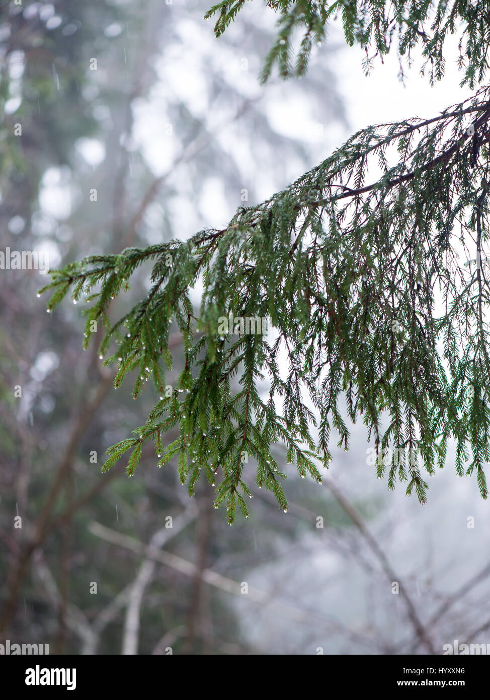 wet tree branches in winter forest with water drops and blurred ...