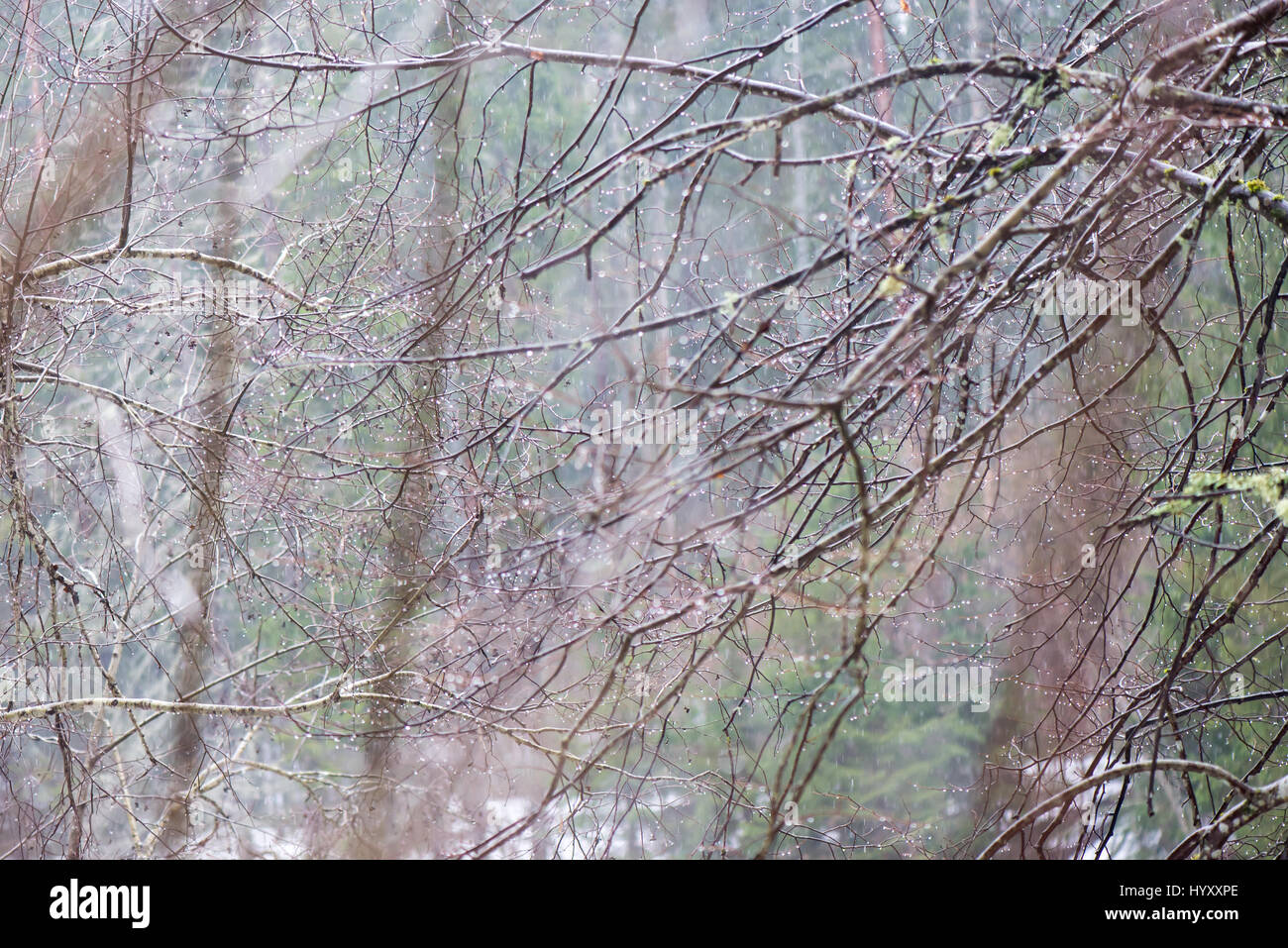 wet tree branches in winter forest with water drops and blurred ...