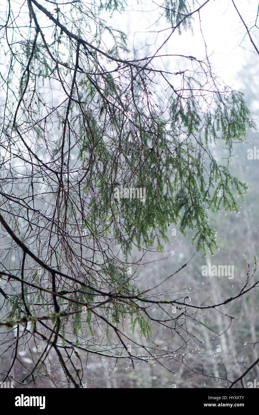 wet tree branches in winter forest with water drops and blurred ...