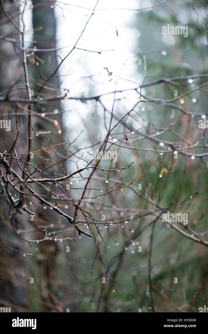 wet tree branches in winter forest with water drops and blurred ...
