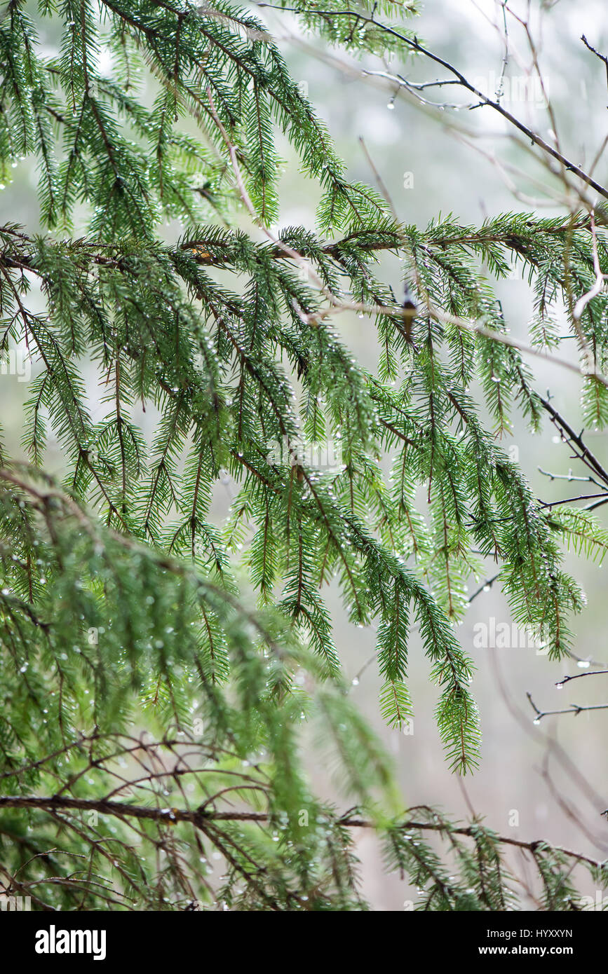 wet tree branches in winter forest with water drops and blurred ...
