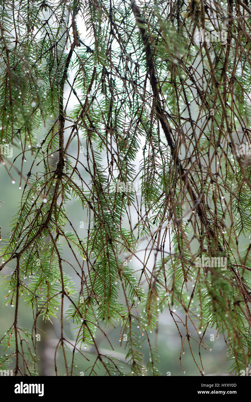 wet tree branches in winter forest with water drops and blurred ...