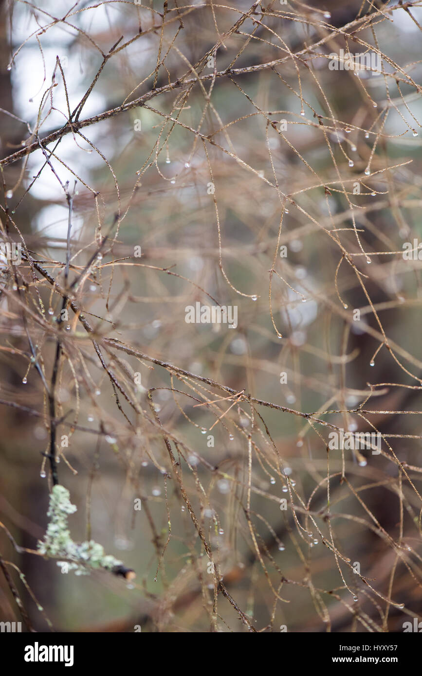 wet tree branches in winter forest with water drops and blurred ...