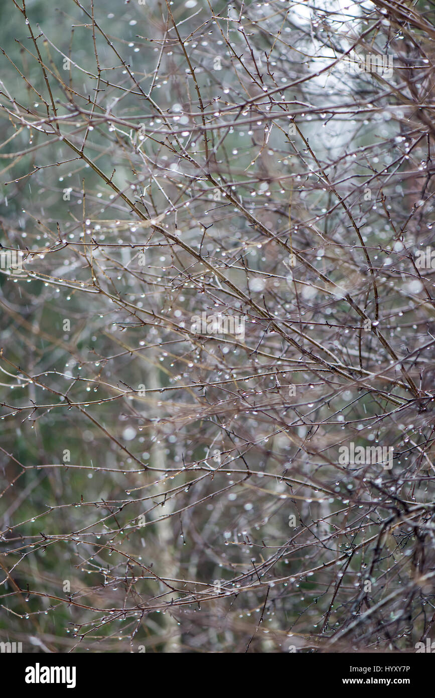wet tree branches in winter forest with water drops and blurred ...