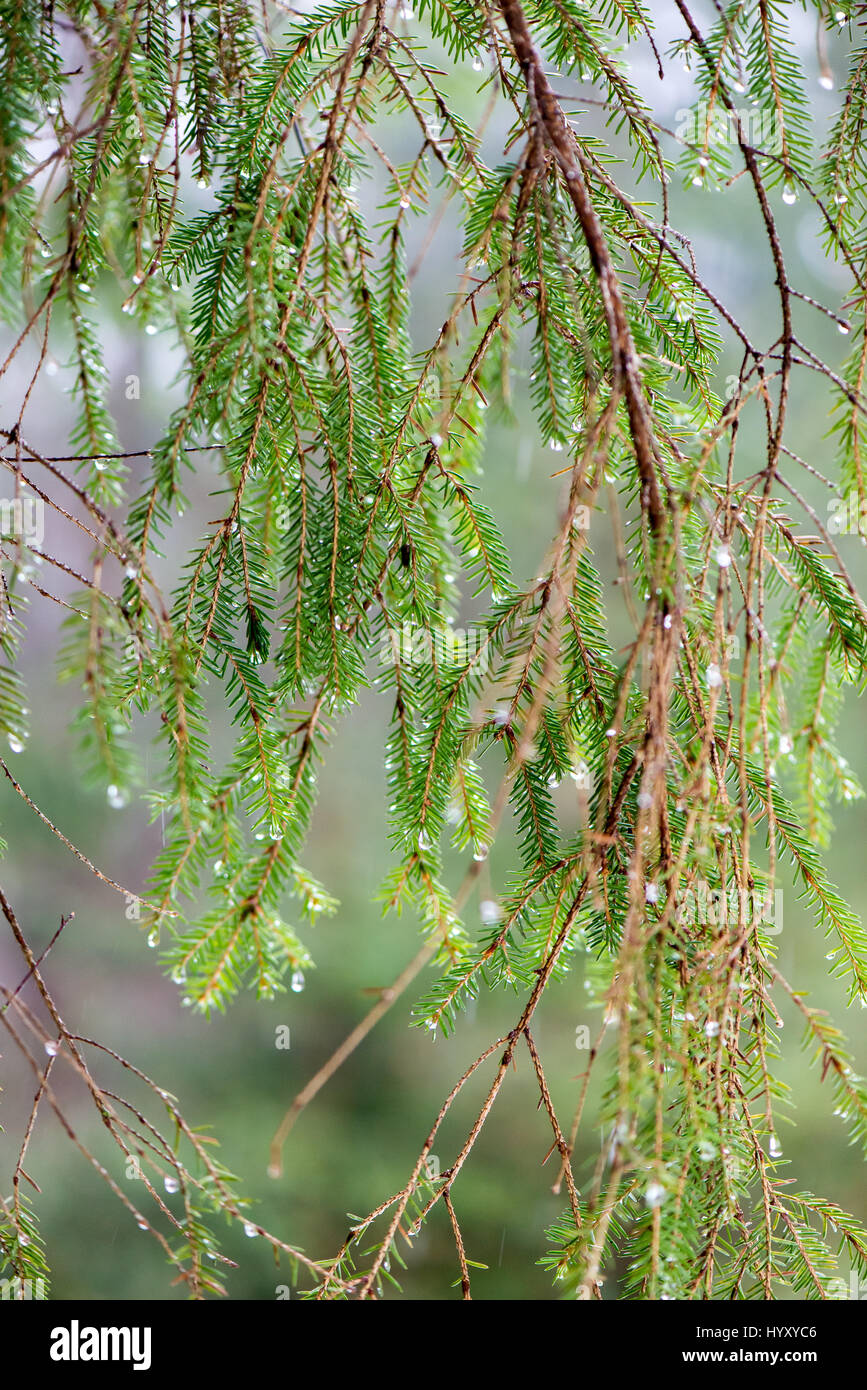 wet tree branches in winter forest with water drops and blurred ...