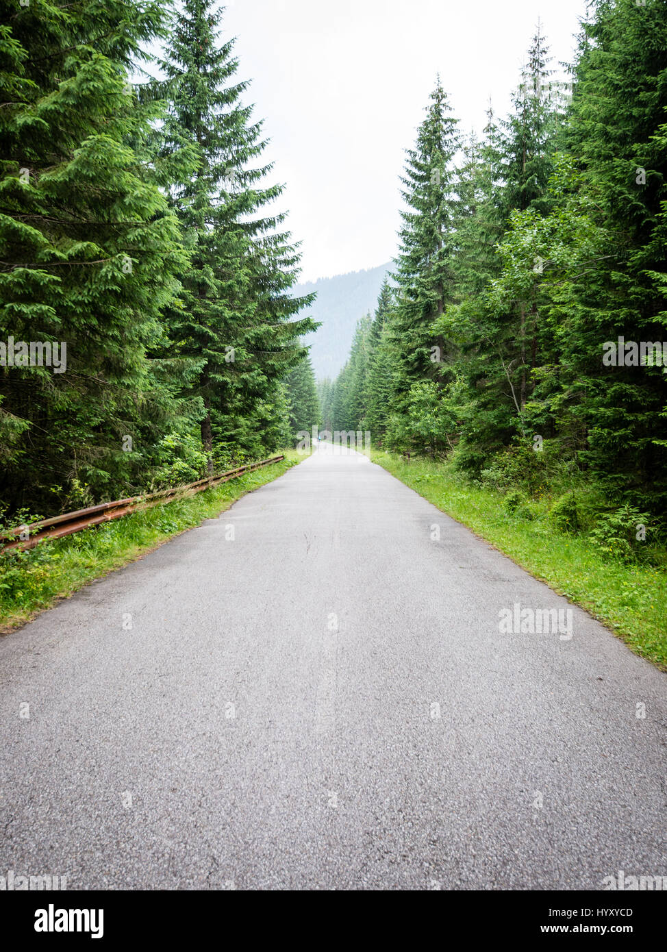 simple country road in summer at countryside with trees around Stock ...