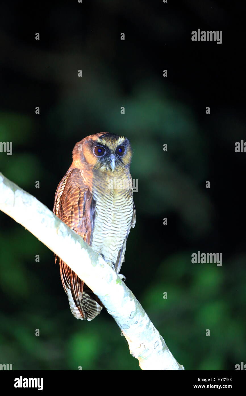 Brown wood owl (Strix leptogrammica) in Sabah, Borneo Stock Photo - Alamy