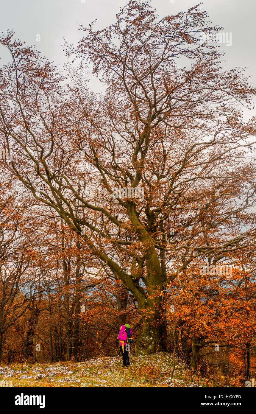 Tree with women Stock Photo - Alamy