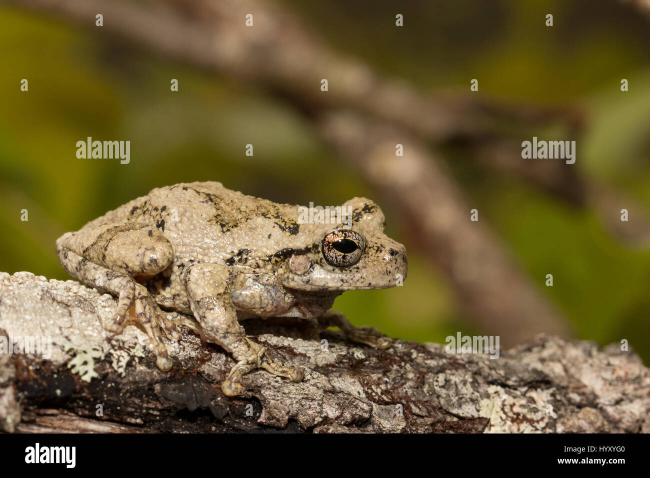 Southern gray tree frog Stock Photo - Alamy