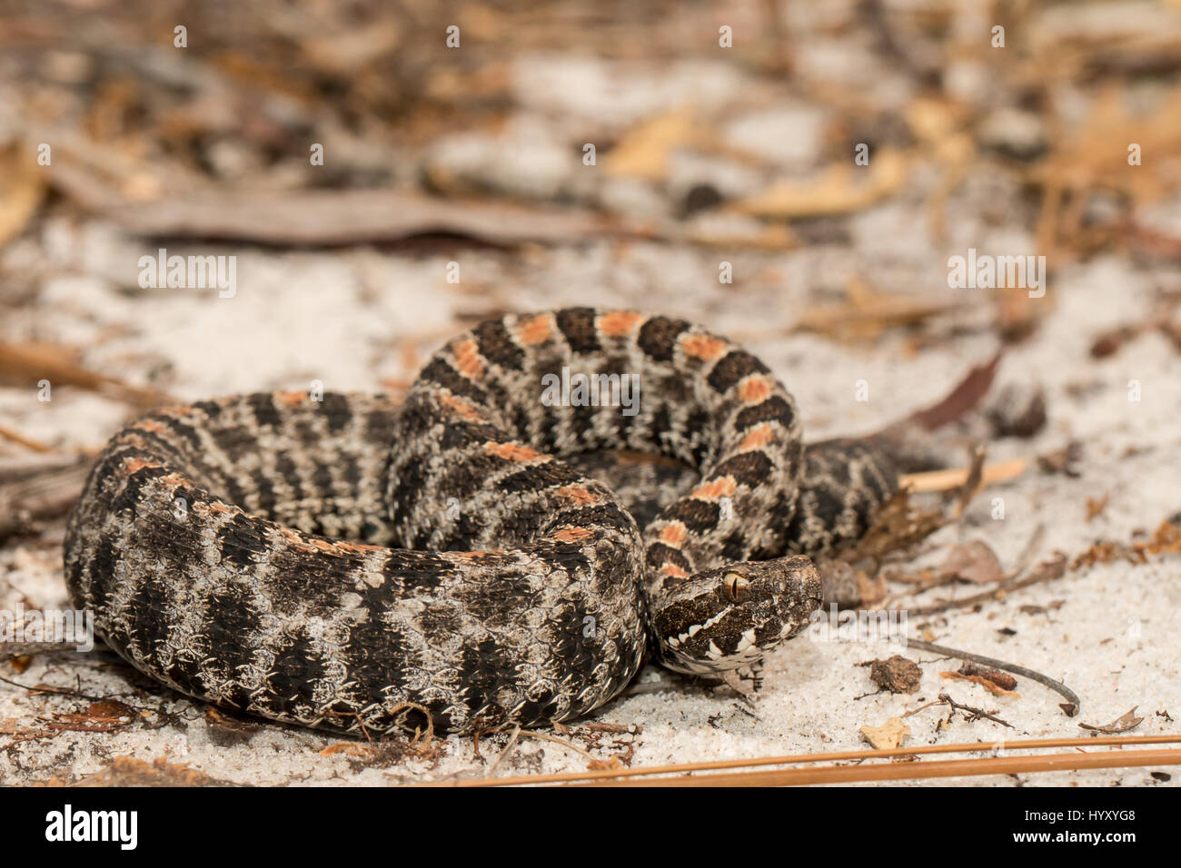 Pygmy rattlesnake hi-res stock photography and images - Alamy