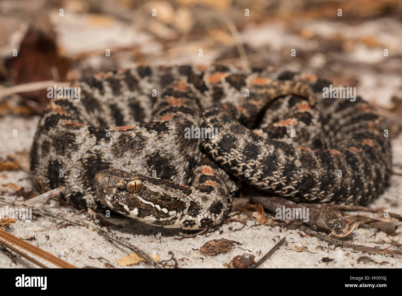 Pygmy rattlesnake florida hi-res stock photography and images - Alamy