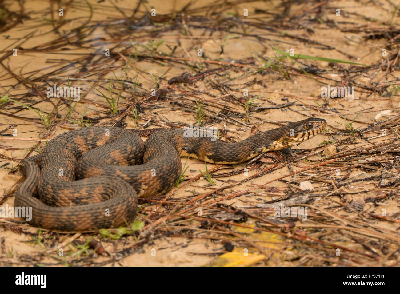 Banded water snake hi-res stock photography and images - Alamy