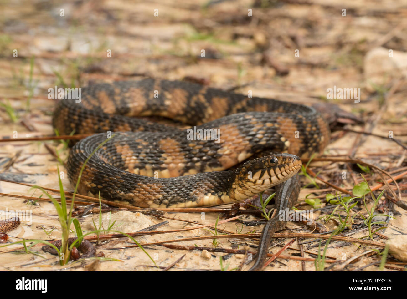 Banded water snake hi-res stock photography and images - Alamy