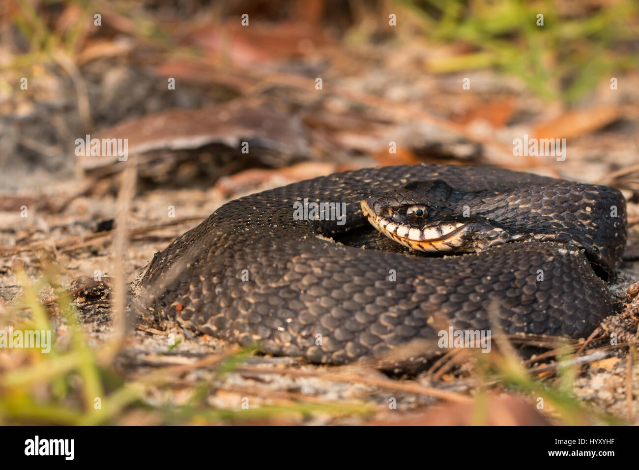 Spreading adder hi-res stock photography and images - Alamy