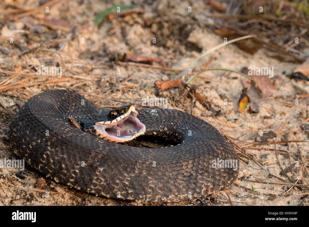 Spreading adder hi-res stock photography and images - Alamy