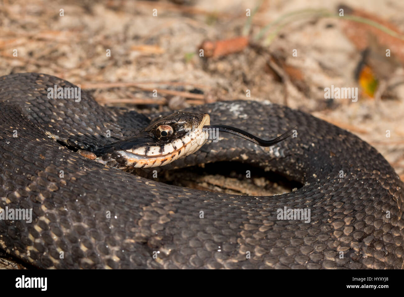 Spreading adder hi-res stock photography and images - Alamy