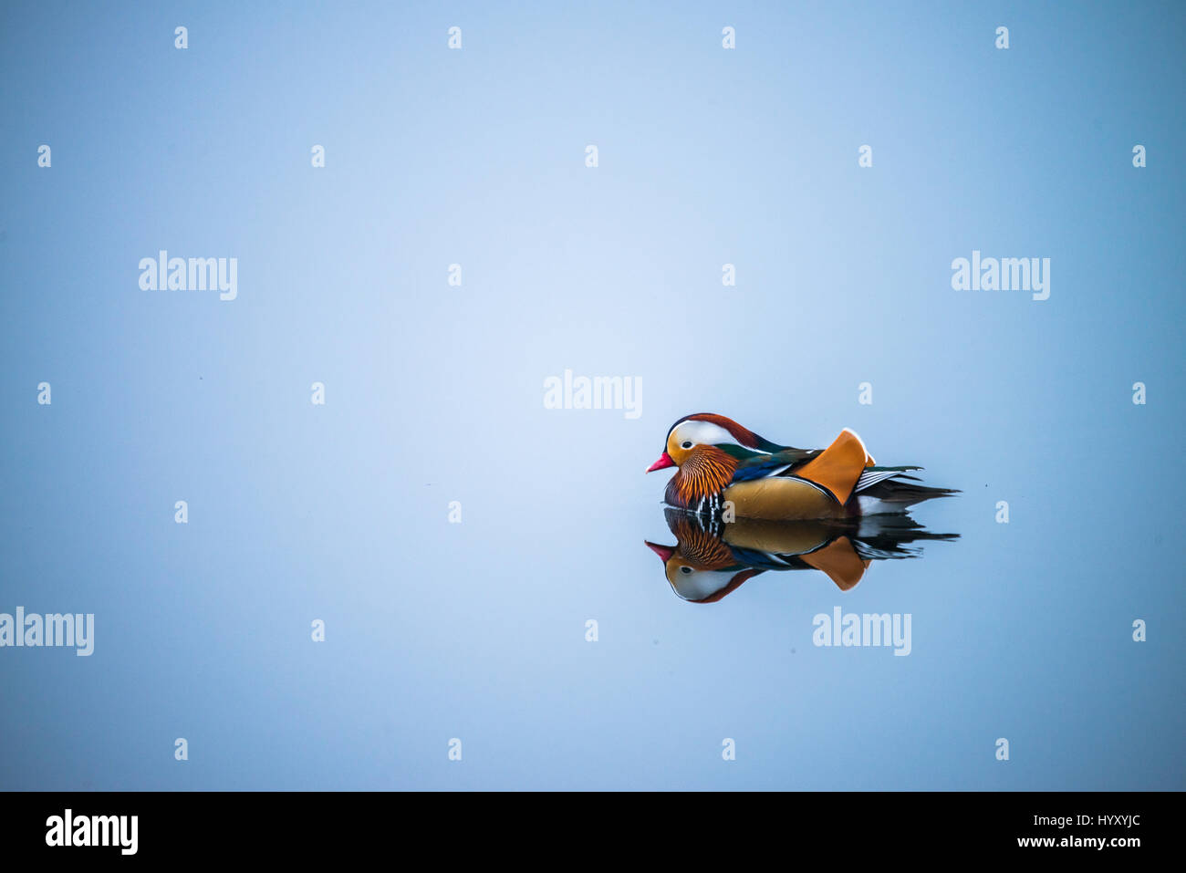 Reflection water birds hi-res stock photography and images - Alamy