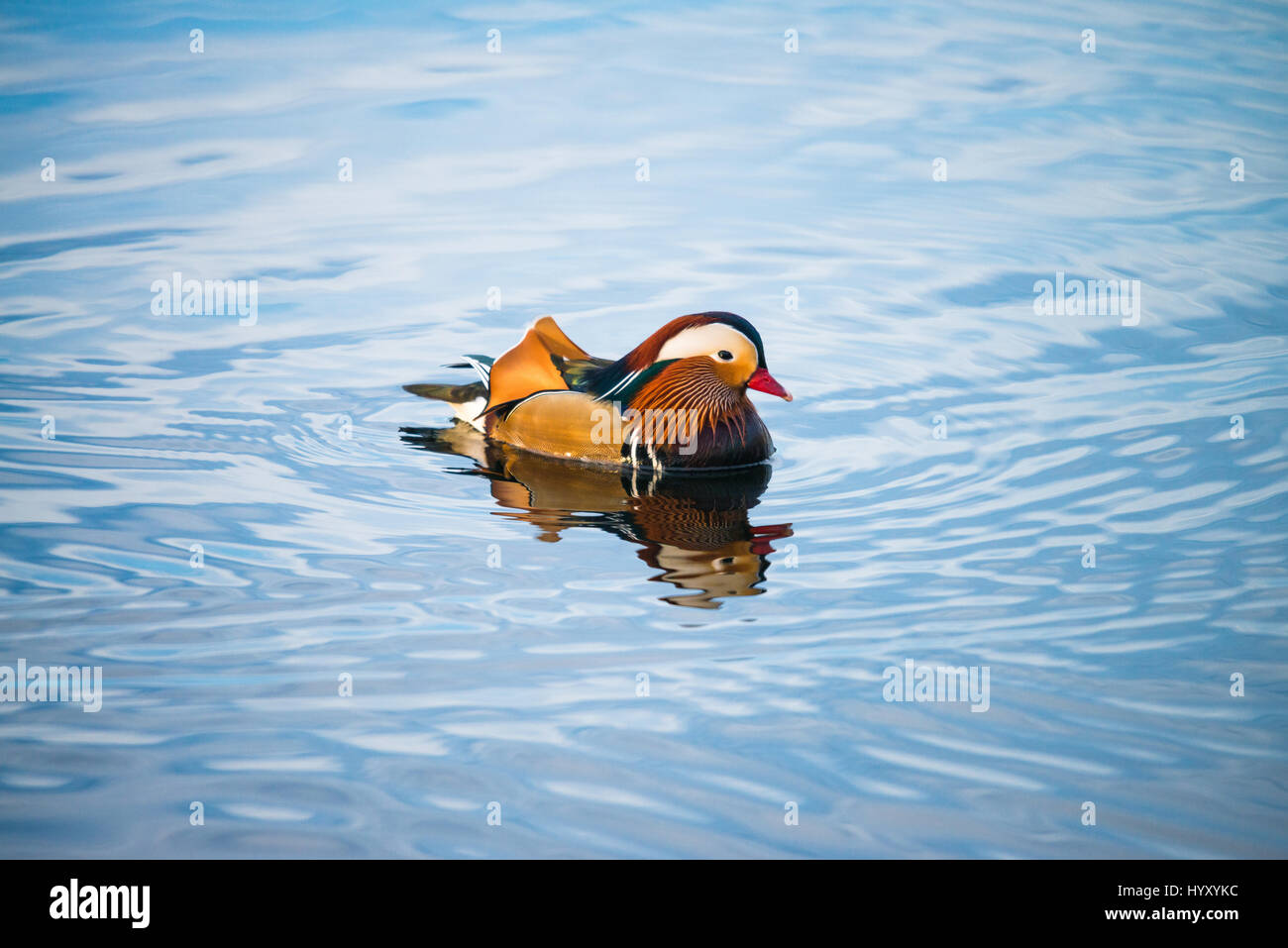 Ducks floating in still water hi-res stock photography and images - Alamy