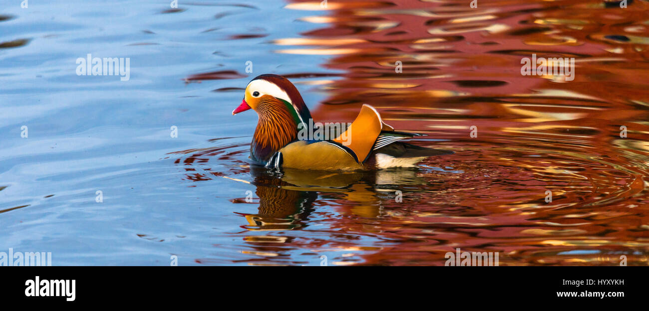 Mandarin ducks swimming on water hi-res stock photography and images ...
