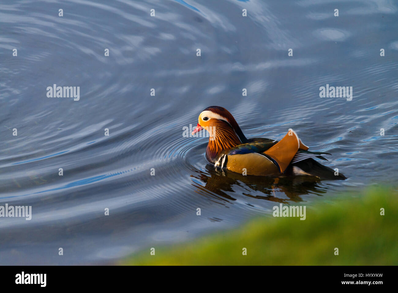 Sun sets as the mandarin duck leaves the banks Stock Photo - Alamy