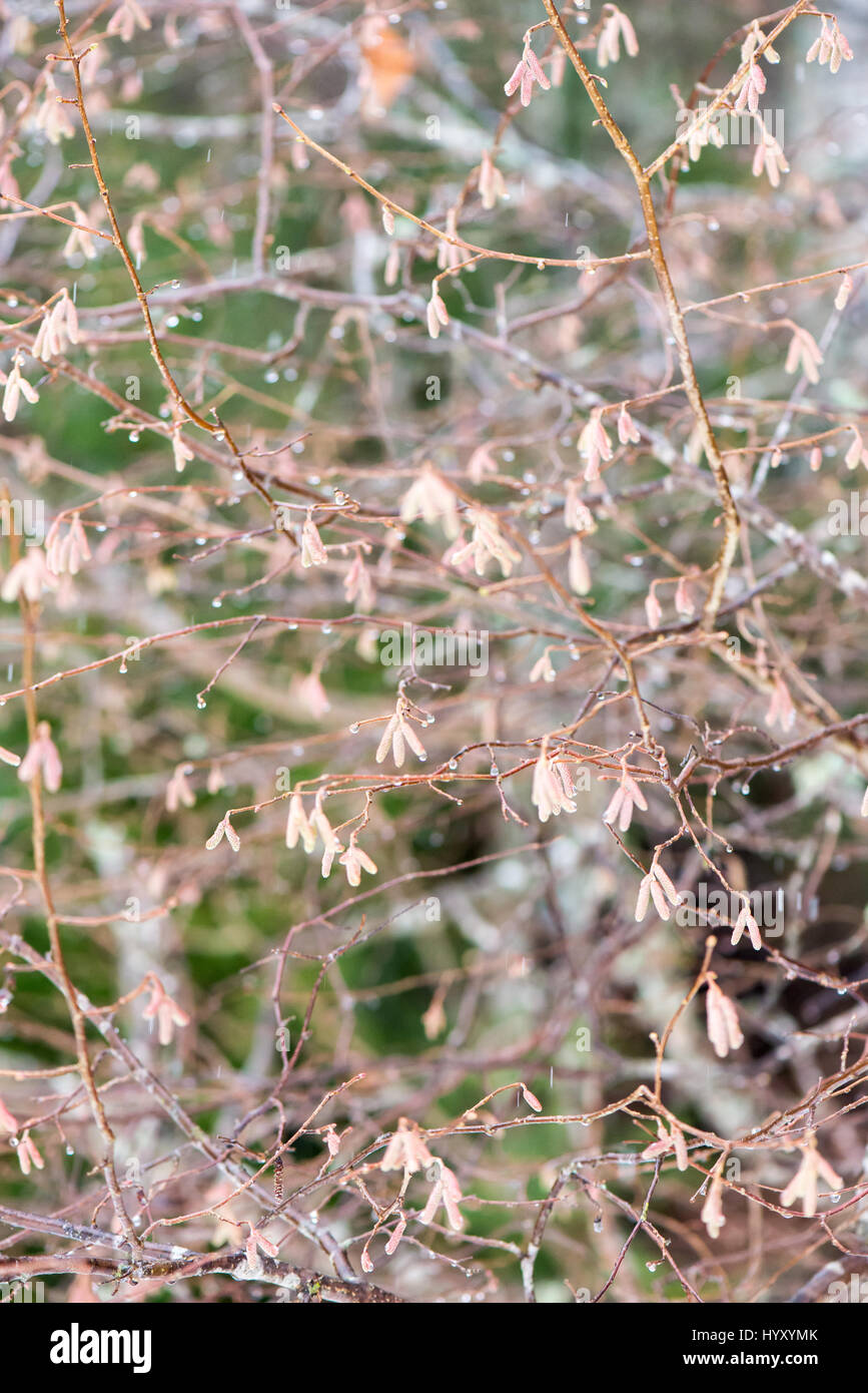 wet tree branches in winter forest with water drops and blurred ...