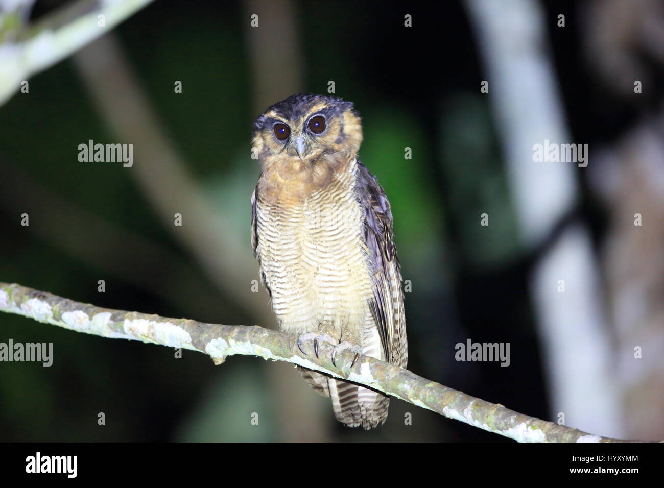 Brown wood owl (Strix leptogrammica) in Sabah, Borneo Stock Photo - Alamy