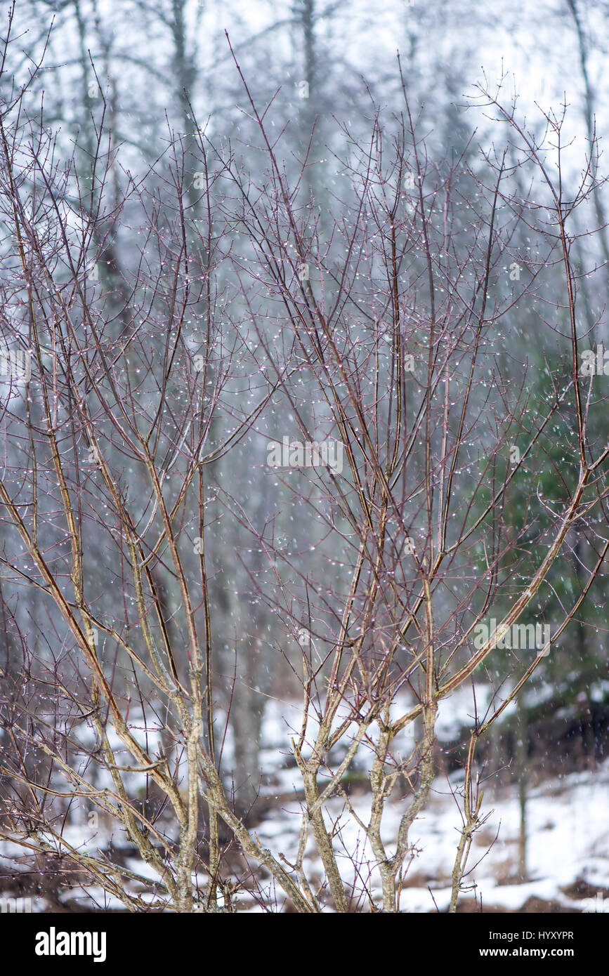 wet tree branches in winter forest with water drops and blurred ...