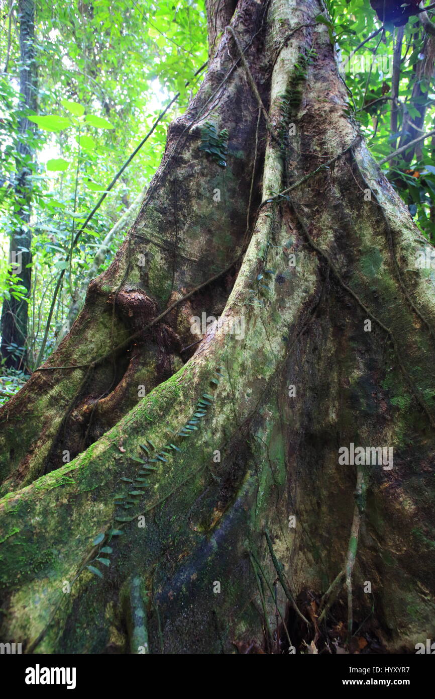Buttress root tree in Sabah, North Borneo, Malaysia Stock Photo - Alamy