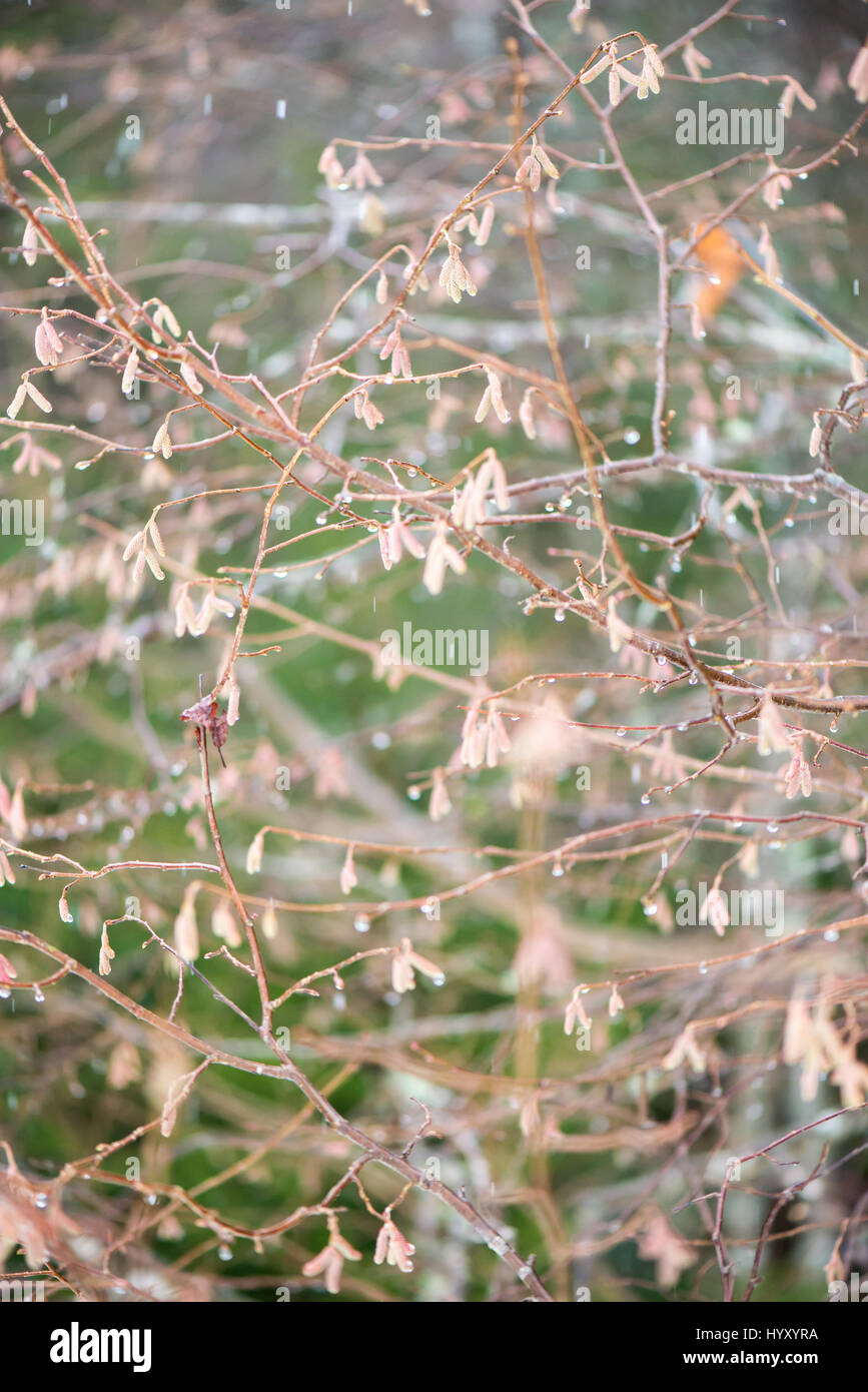 wet tree branches in winter forest with water drops and blurred ...
