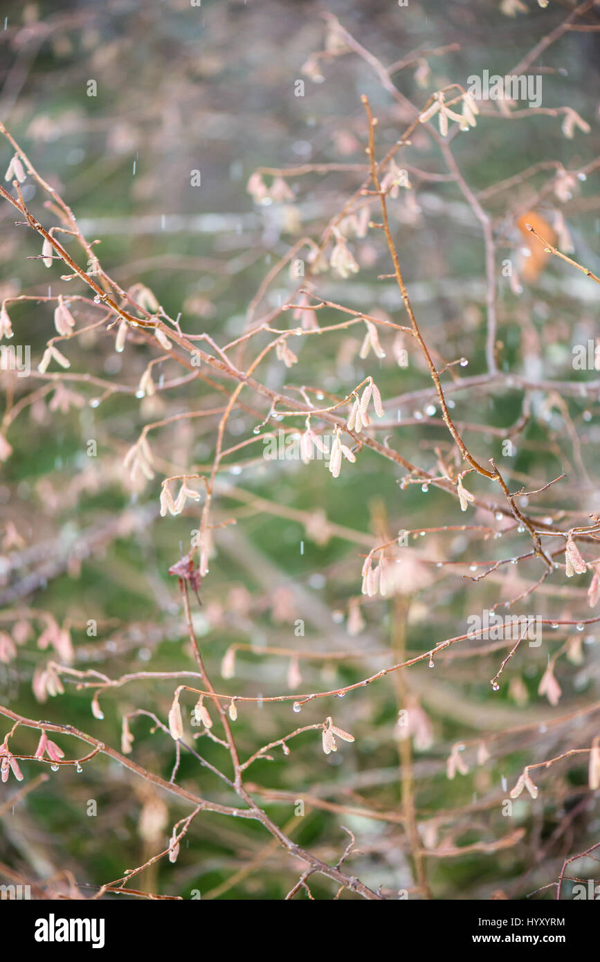 wet tree branches in winter forest with water drops and blurred ...