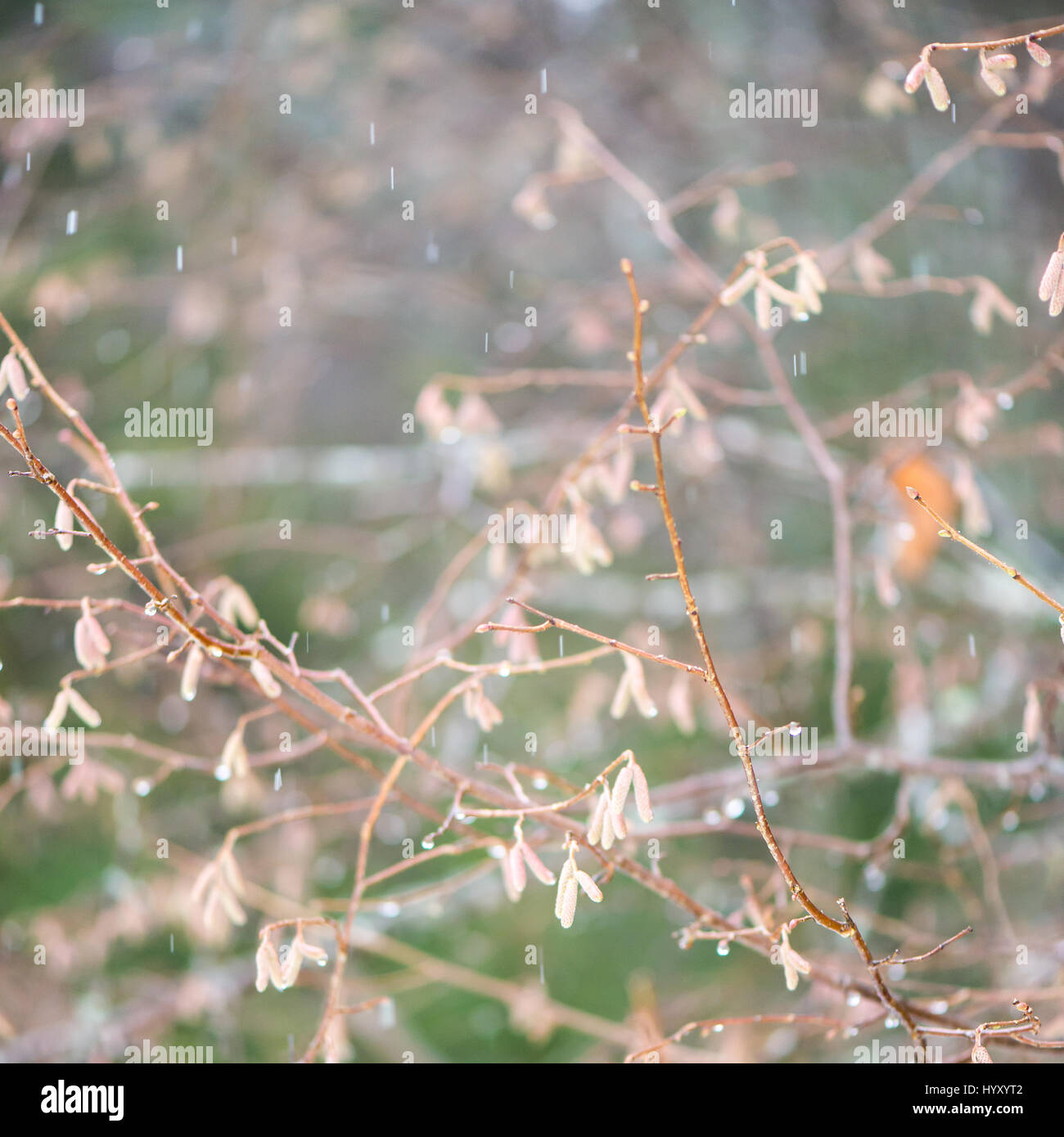 wet tree branches in winter forest with water drops and blurred ...