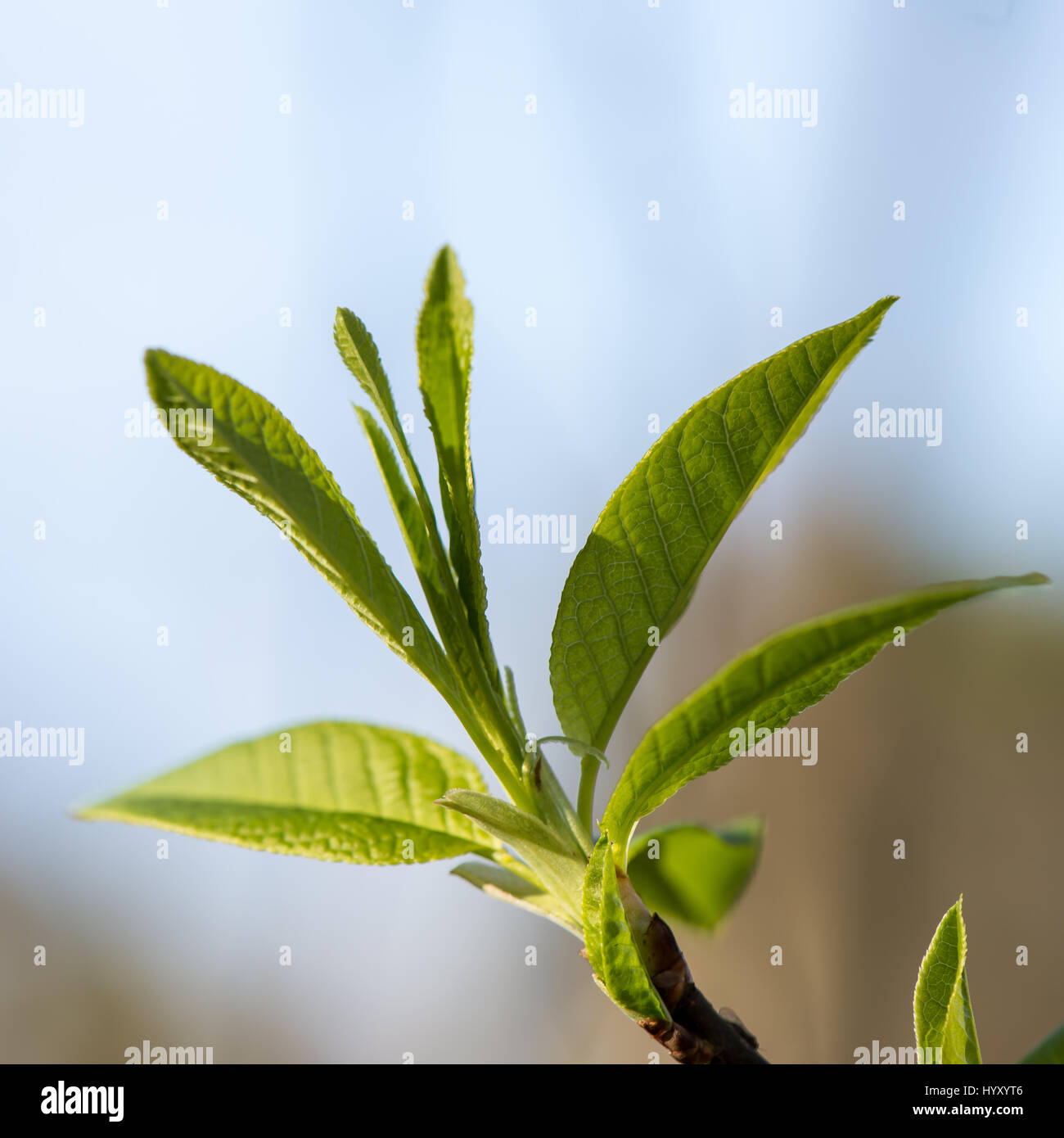spring blossoms and leaves on blur background in country Stock Photo ...