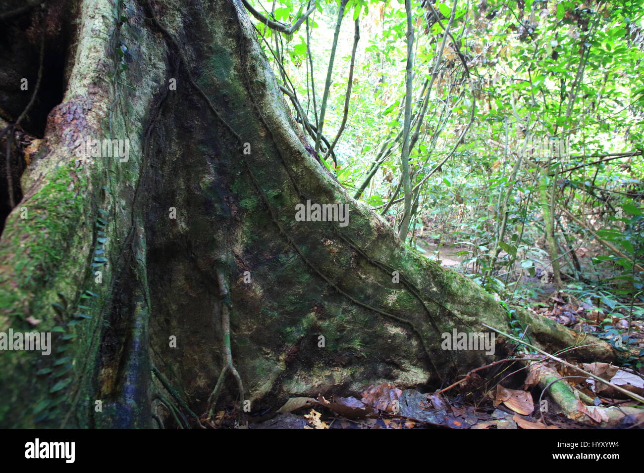 Buttress root tree in Sabah, North Borneo, Malaysia Stock Photo - Alamy