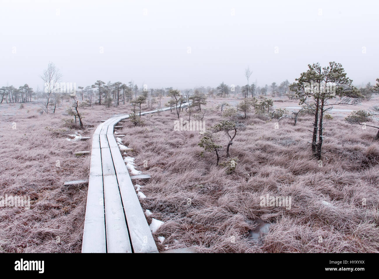 wooden boardwalk in frosty winter bog landscape with frozen nature ...