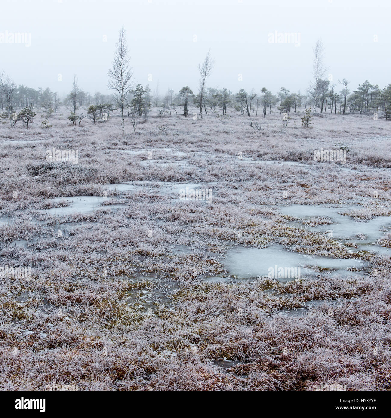 snowy landscape in frosty winter bog in country side Stock Photo - Alamy