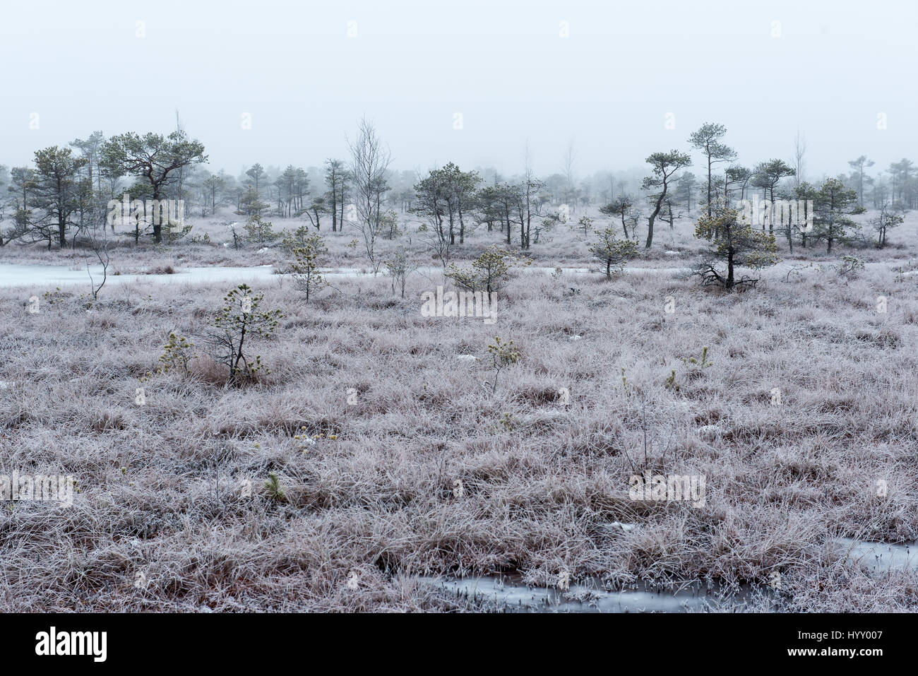 snowy landscape in frosty winter bog in country side Stock Photo - Alamy
