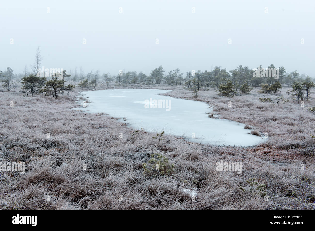 snowy landscape in frosty winter bog in country side Stock Photo - Alamy