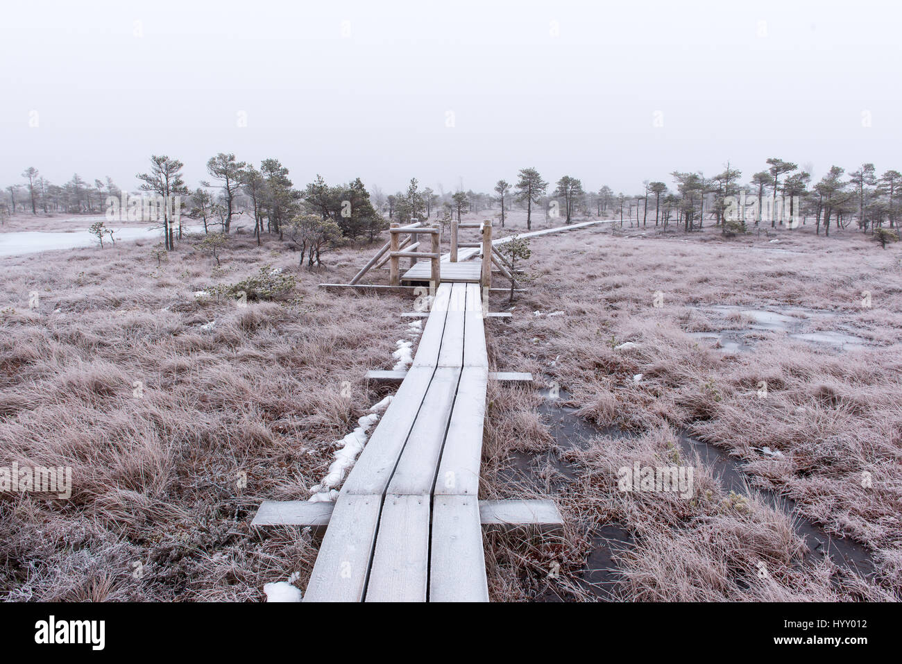 wooden boardwalk in frosty winter bog landscape with frozen nature ...