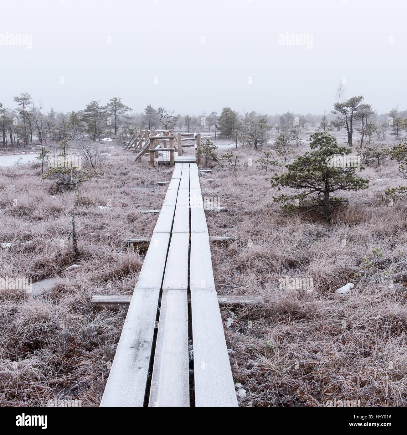 wooden boardwalk in frosty winter bog landscape with frozen nature ...
