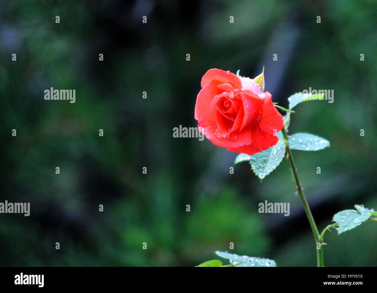Individual rose hi-res stock photography and images - Alamy